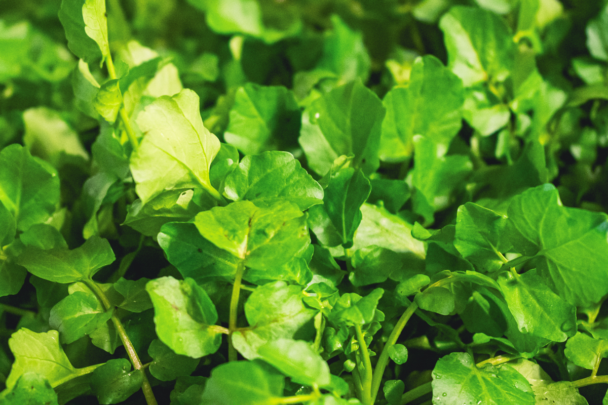 Kāti te Moumou Kai | Para Kore