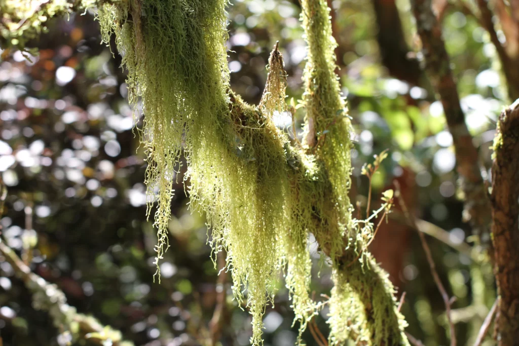 Programmes | Para Kore